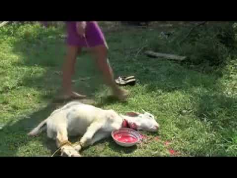 A woman slaughters two goats