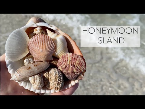 Honeymoon Island Florida. Beachcombing for chestnut turbans and other ...