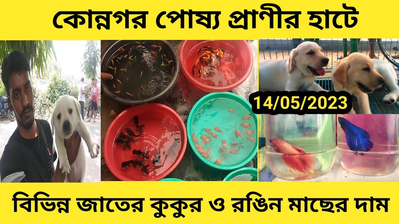 Konnagar Kakar Hatte Dog Price। Konnagar Kakar Hatt colour fish price ...