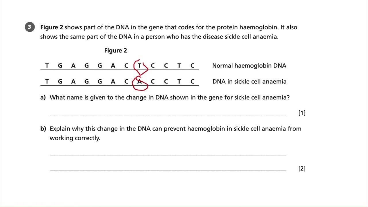 DNA and Protein Synthesis - AQA GCSE Biology - YouTube