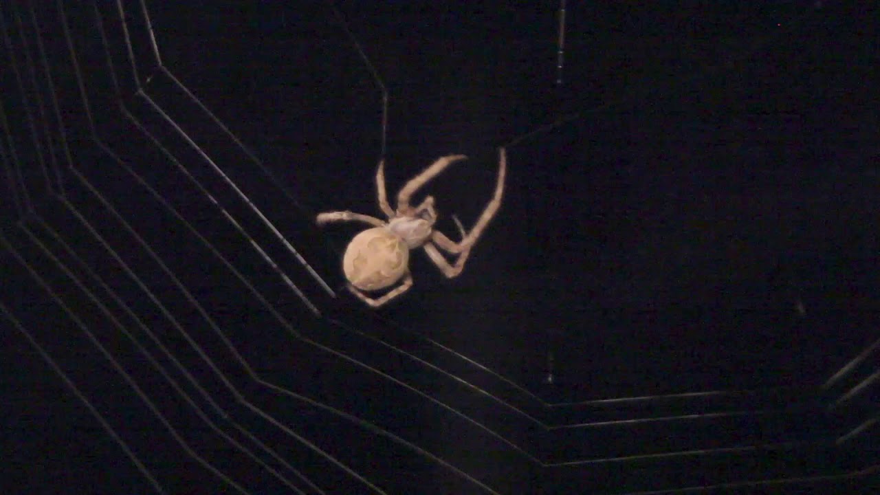 Spider building a web - macro video - YouTube
