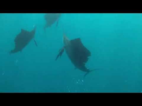 Sailfish: Cruising Predators of the Sea - YouTube