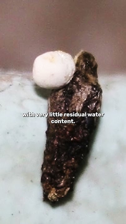 What do snakes poop out of? - YouTube