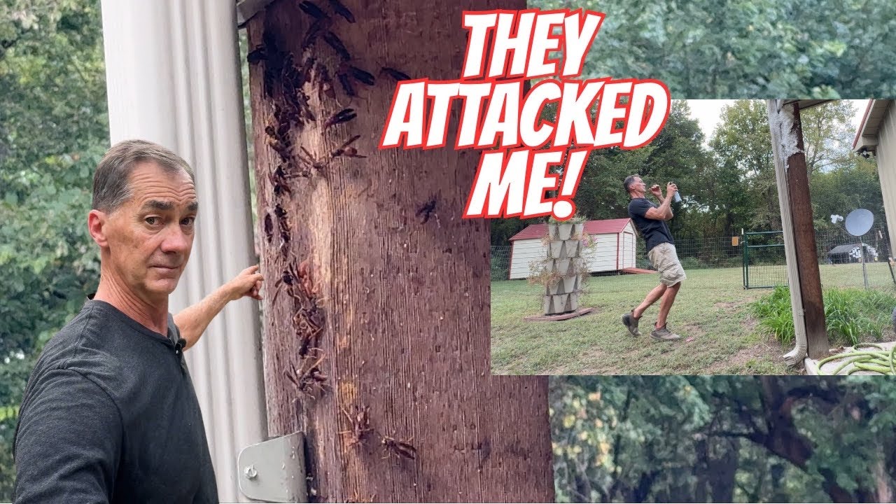 BIGGEST Swarm I've Ever Seen! - YouTube