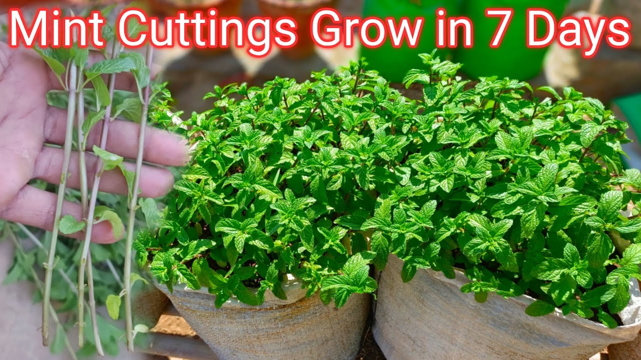 Mint Grow Just in 7 day's From Cuttings | How To Grow Mint at Home ...