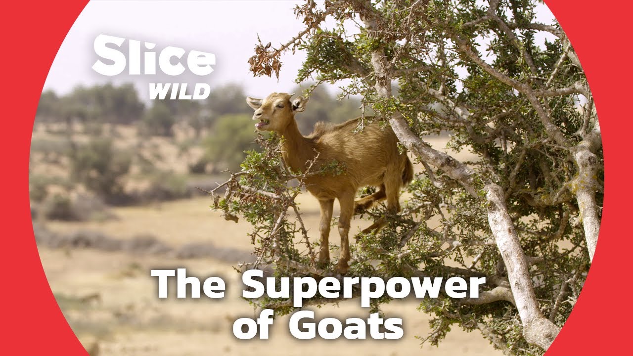 Cleverer Than You Think: Hidden Abilities of Goats (PART 2) | SLICE ...