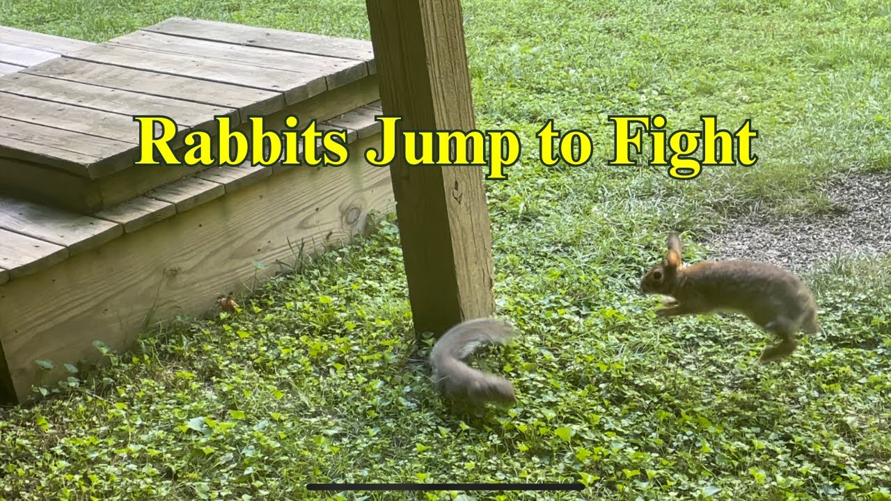 Rabbits jump to fight | backyardwildlife | bunny | squirrel | bird ...