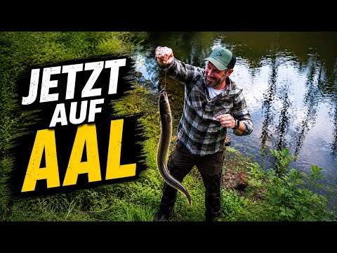 Die AALE laufen - DU MUSST JETZT ans WASSER