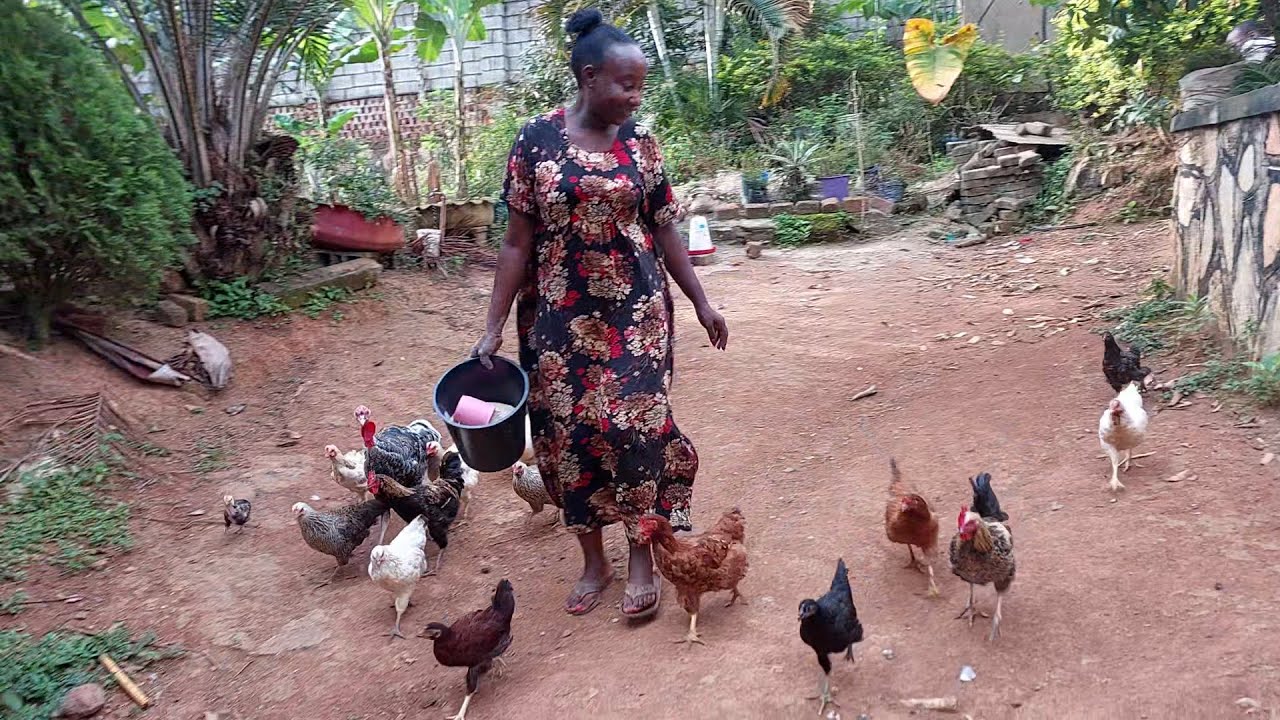 TULUNDE ENKOKO ENGANDA (Local chicken rearing) II Nalongo Anita - YouTube