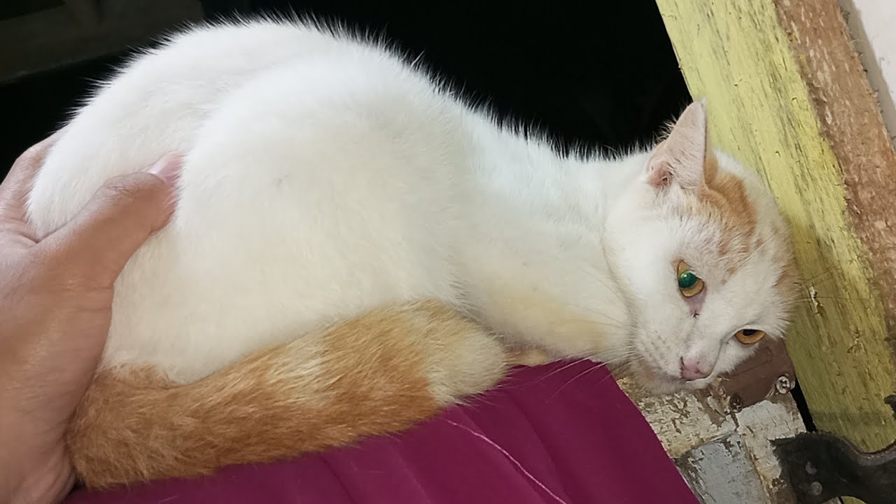 A cute and adorable stray cat, I feel like pinching its cheeks - YouTube