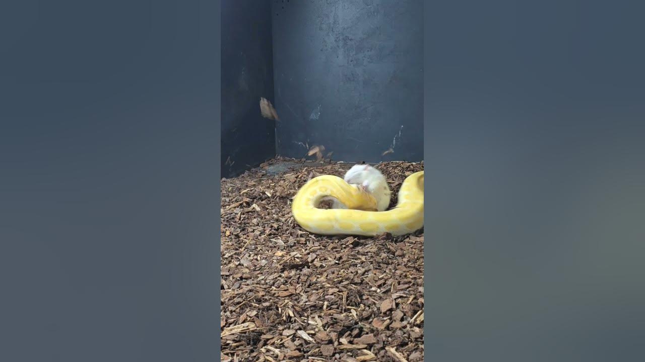Fascinating Python Strike - YouTube