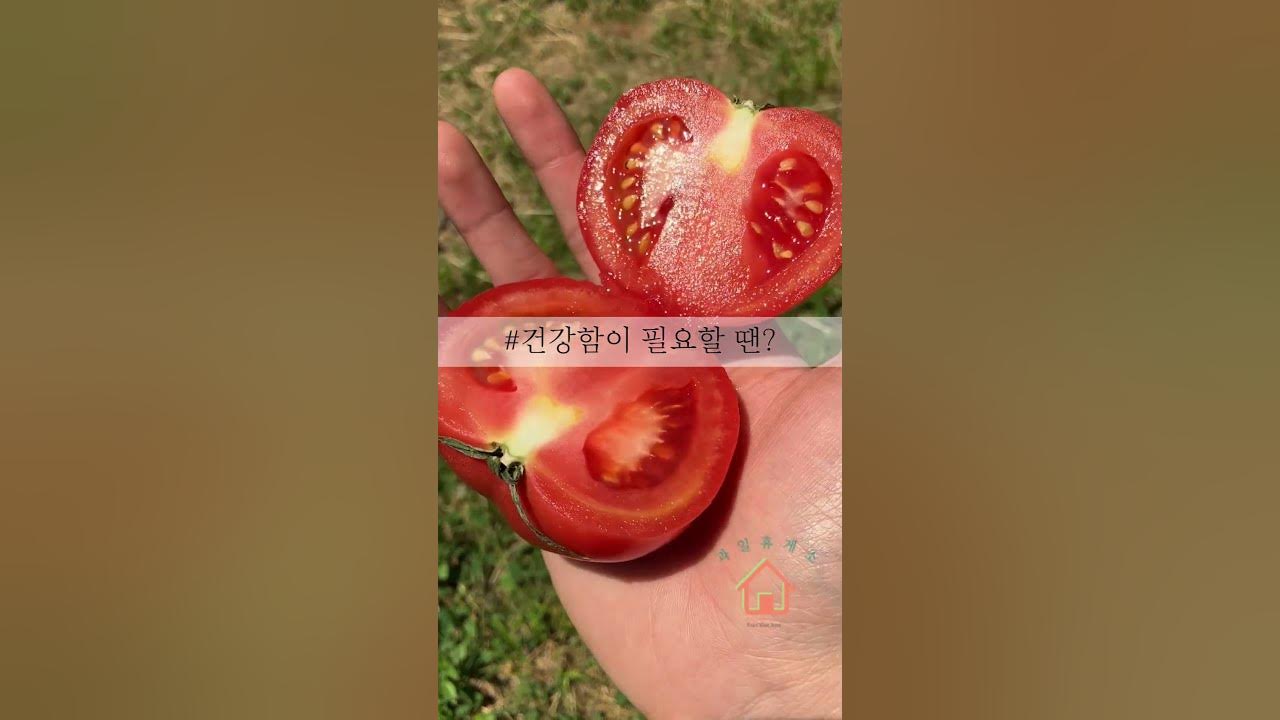 나는야 케찹될거야 멋쟁이 토마토 Youtube