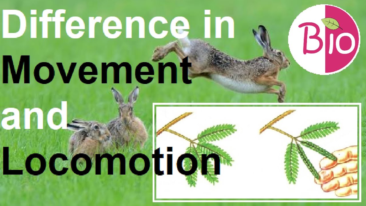 Difference in Movement and Locomotion by Simply The Best BIO - YouTube