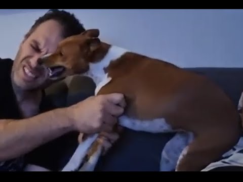 The ugly truth about basenjis