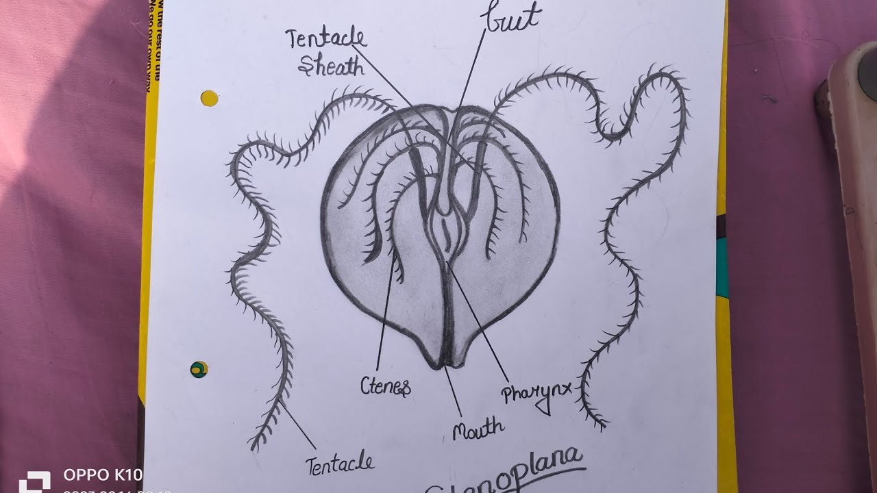how to draw a ctenoplana phylum of ctenophora step by step / Phylum of ...