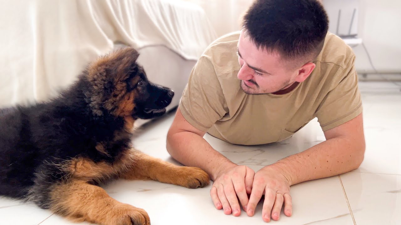 German Shepherd Puppy Confused by Playing with Dad - YouTube