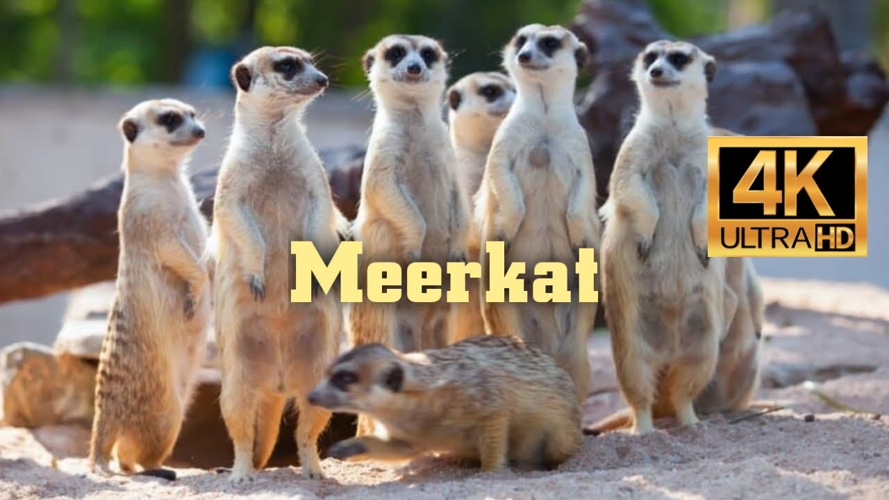 World of Animals - Meerkat 4K - YouTube