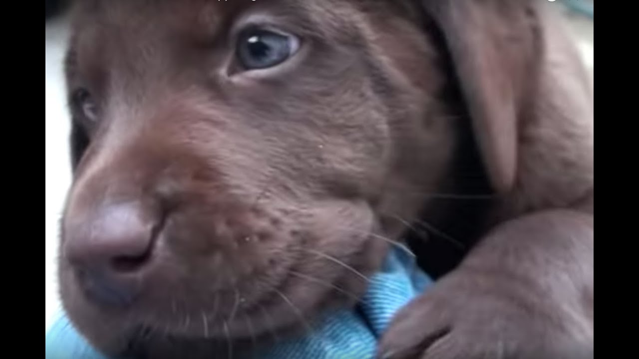 Day 39 - Mocha's Chocolate Labrador Retriever Puppies get a New Room ...