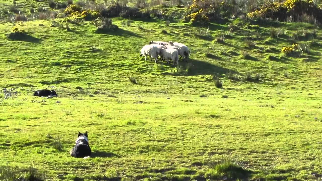 Brendan Ferris Sheepherding Demonstration - Ring of Kerry, Ireland ...