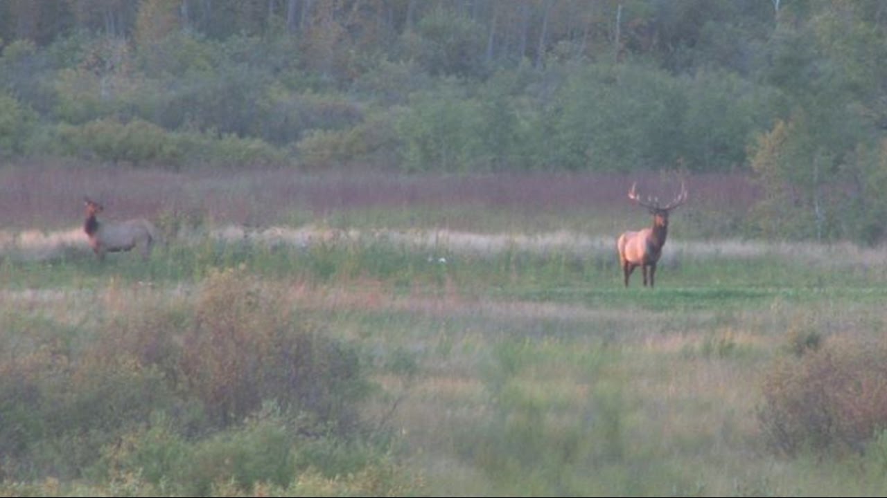 Jeff's Minnesota Elk 2016 - YouTube