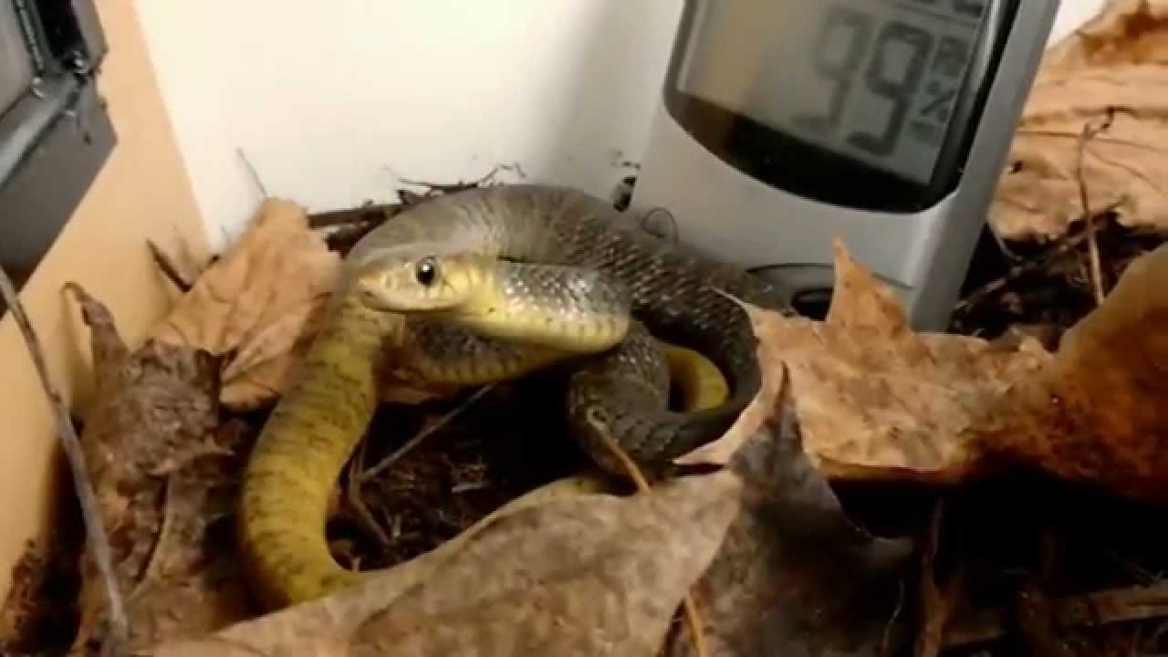 Drymarchon corais - Yellow tail Cribo. - YouTube