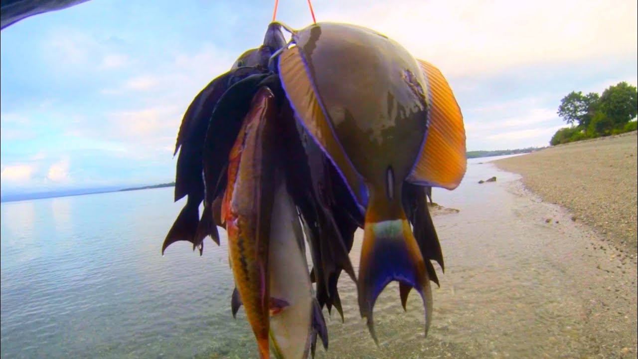 tombak panah ikan di air keruh dapat ikan gutana (Surgeon fish ...