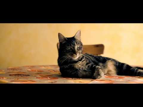 Nikon D7100 VIDEO TEST