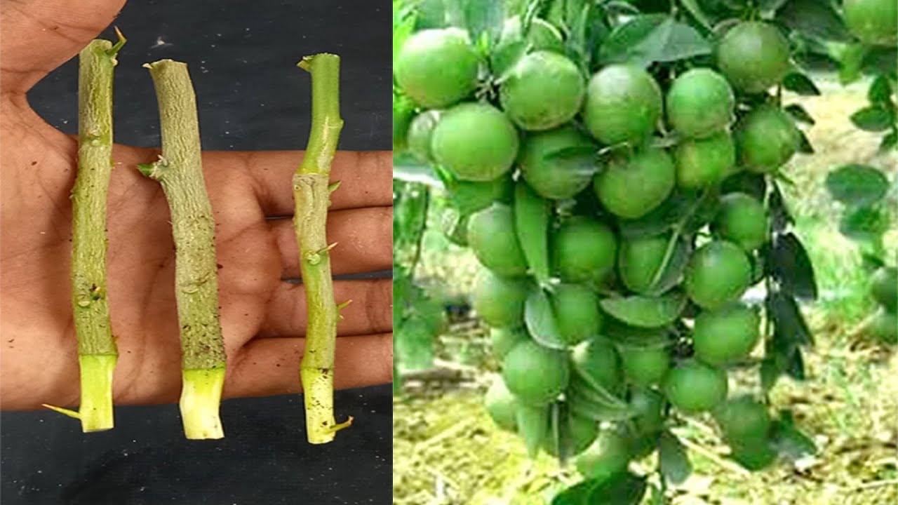 How To Propagate Lemon Tree From Cuttings || Grow Lemon Tree Cutting ...