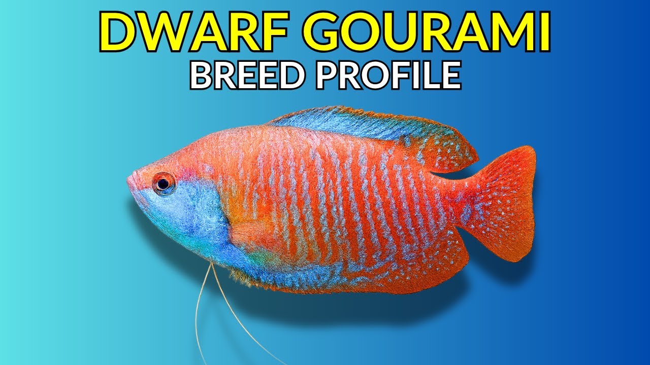 Dwarf Gourami Care Guide | Tank Setup, Feeding, Breeding & Lifespan ...