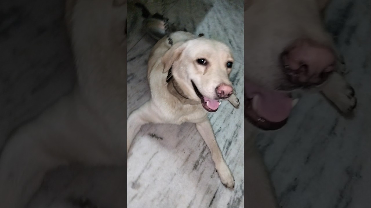 Bruno//Cute Labrador Dog//#574// - YouTube