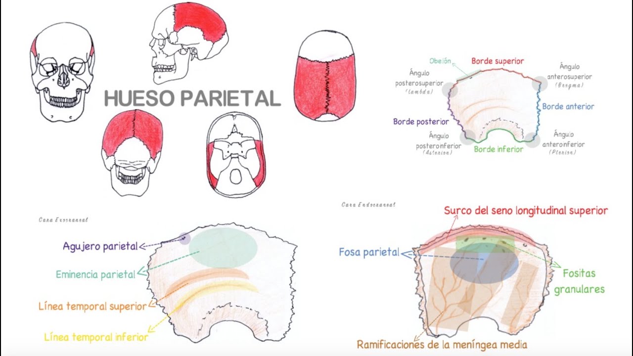 Inferior Parietal Area