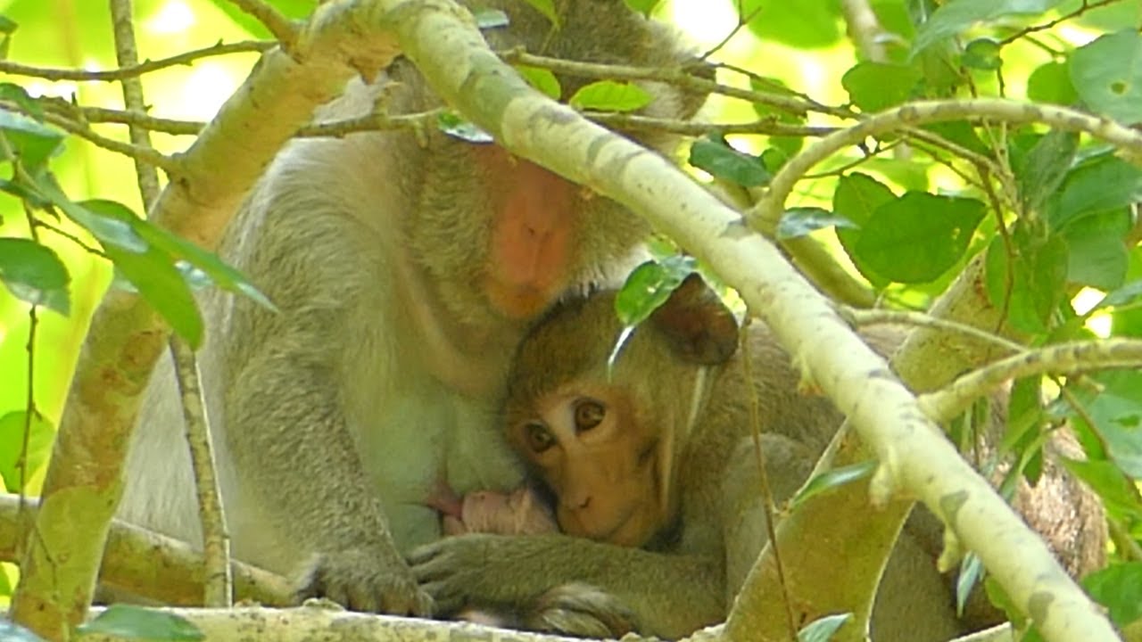 Successful.. JANE Monkey Lost Trick By Comforting JANNA Monkey And She ...