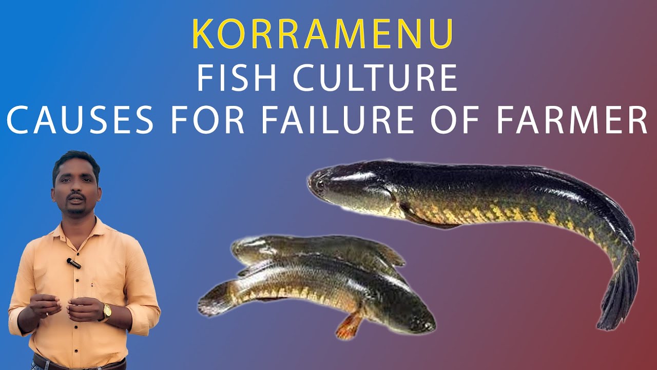 || KORRAMENU FISH CULTURE & CAUSES FOR FAILURE OF FARMER || # ...