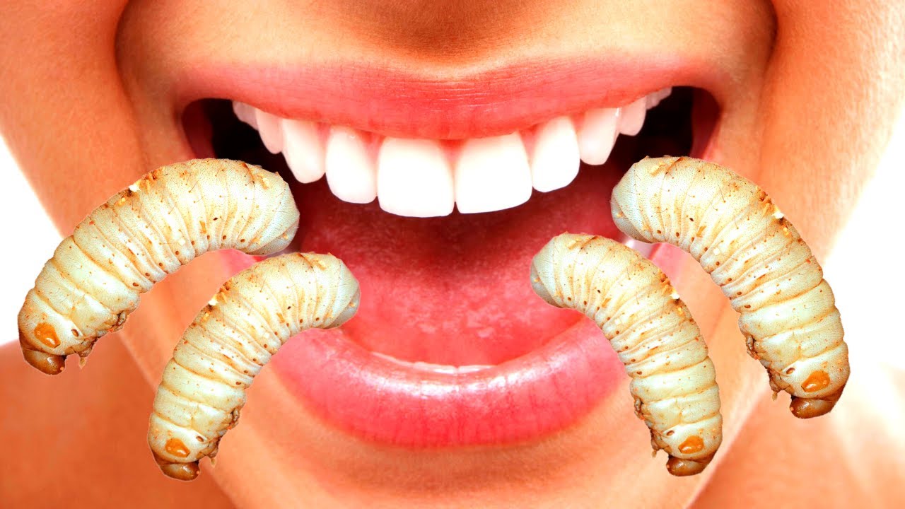 5 INSETOS COMESTÍVEIS que você não vai acreditar - YouTube