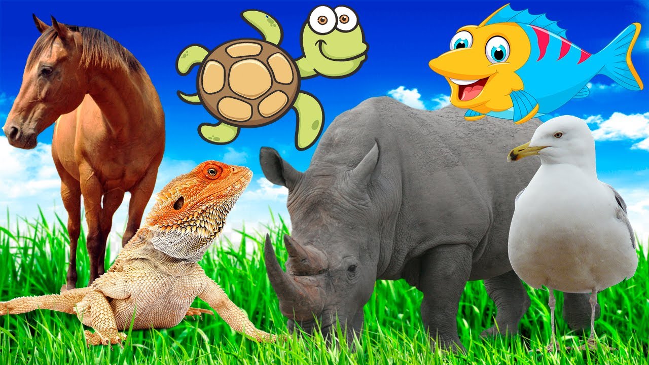 Farm Animals | Sounds and voices of animals in nature #65 - YouTube