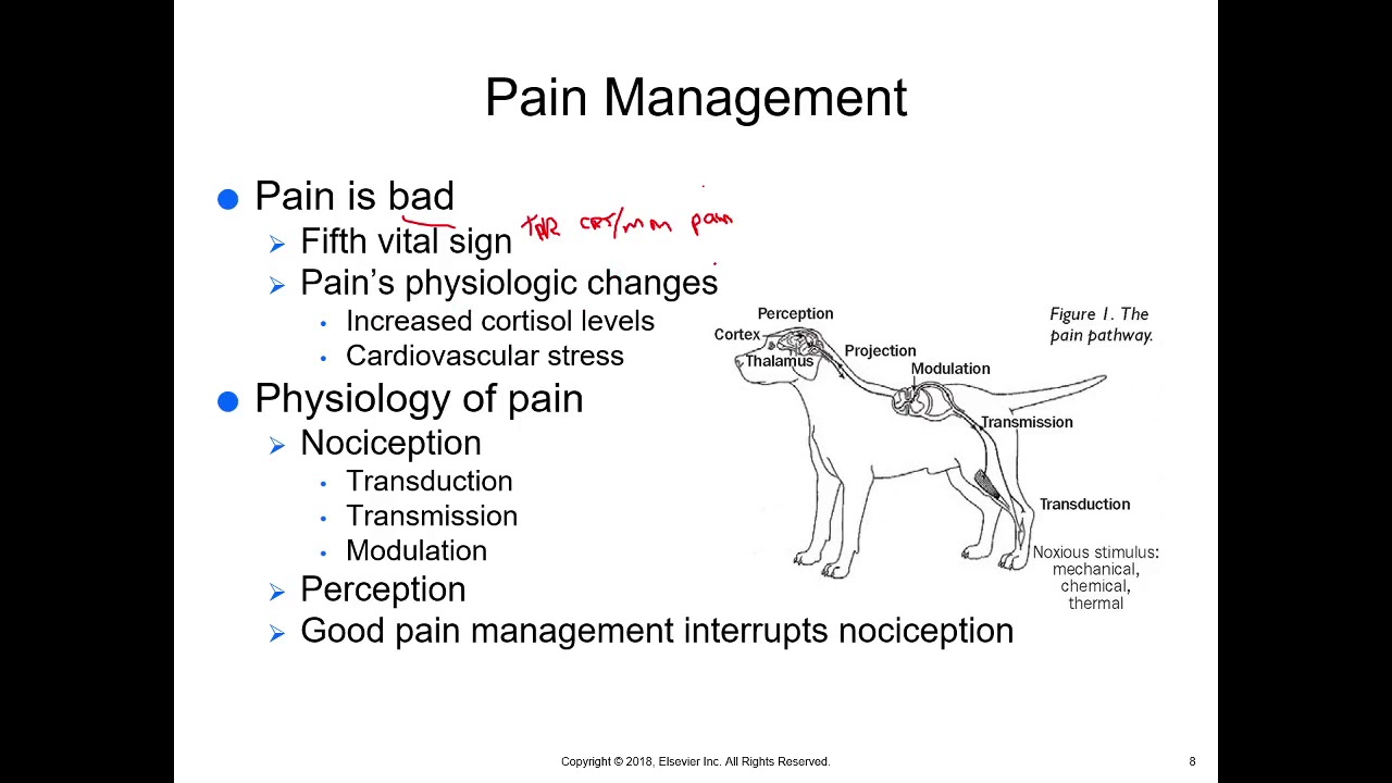 McCurnin's Chapter 30, Pain Management - YouTube