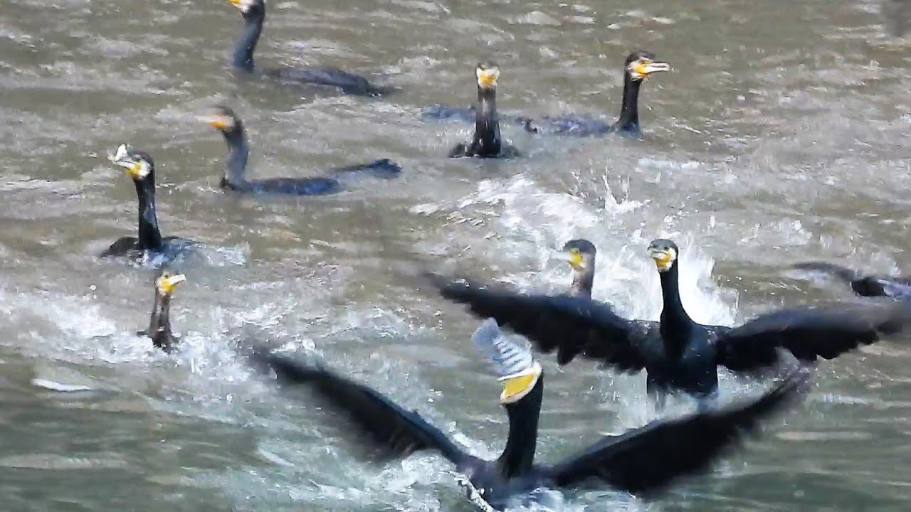1111027 The great cormorants catching fish at Hsi-Tsui reaches of Keelung River. - YouTube