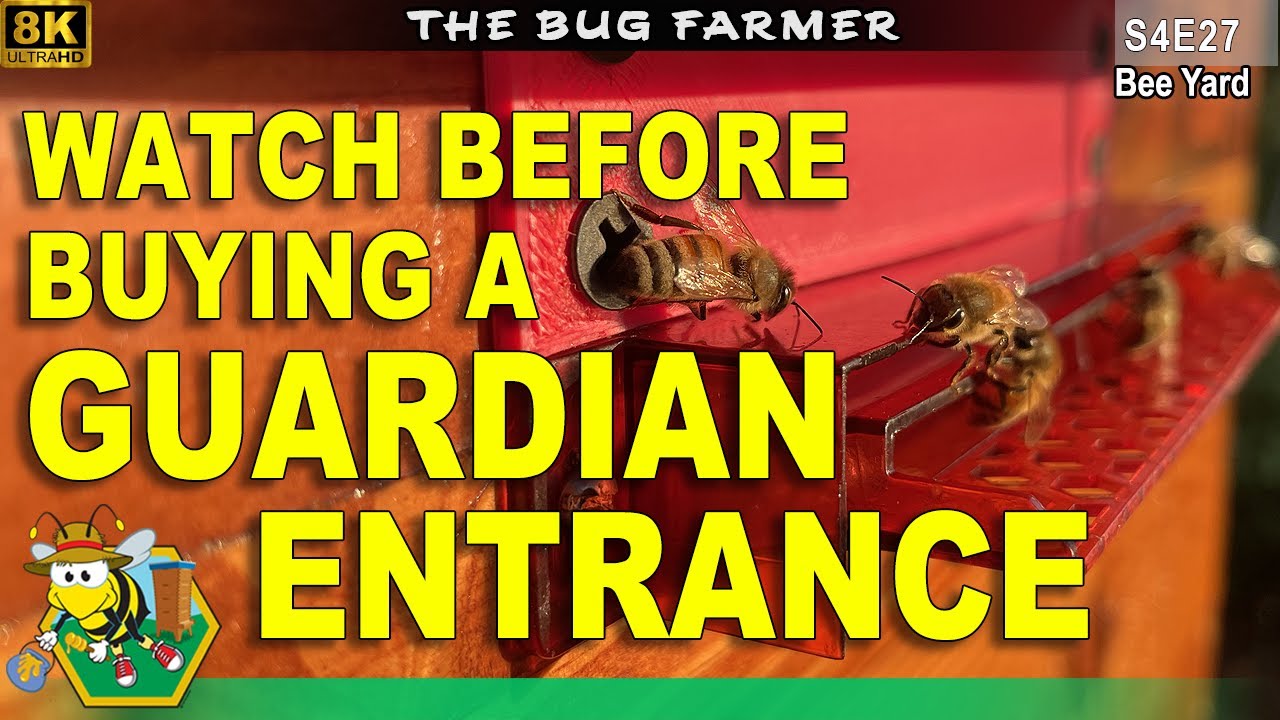 Guardian Beehive Entrance Results | Watch Before You Buy #beekeeping ...