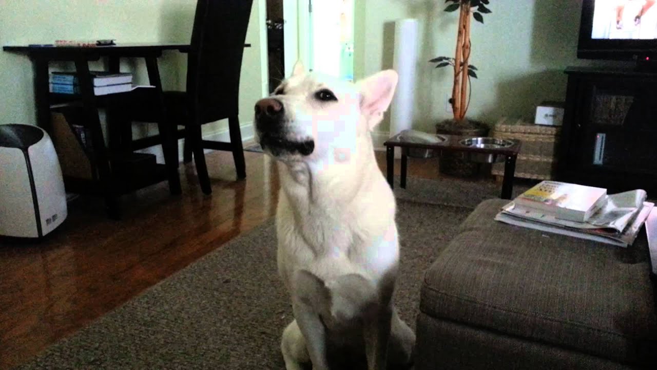 White shepherd howling- she is asking to go for a walk :) - YouTube