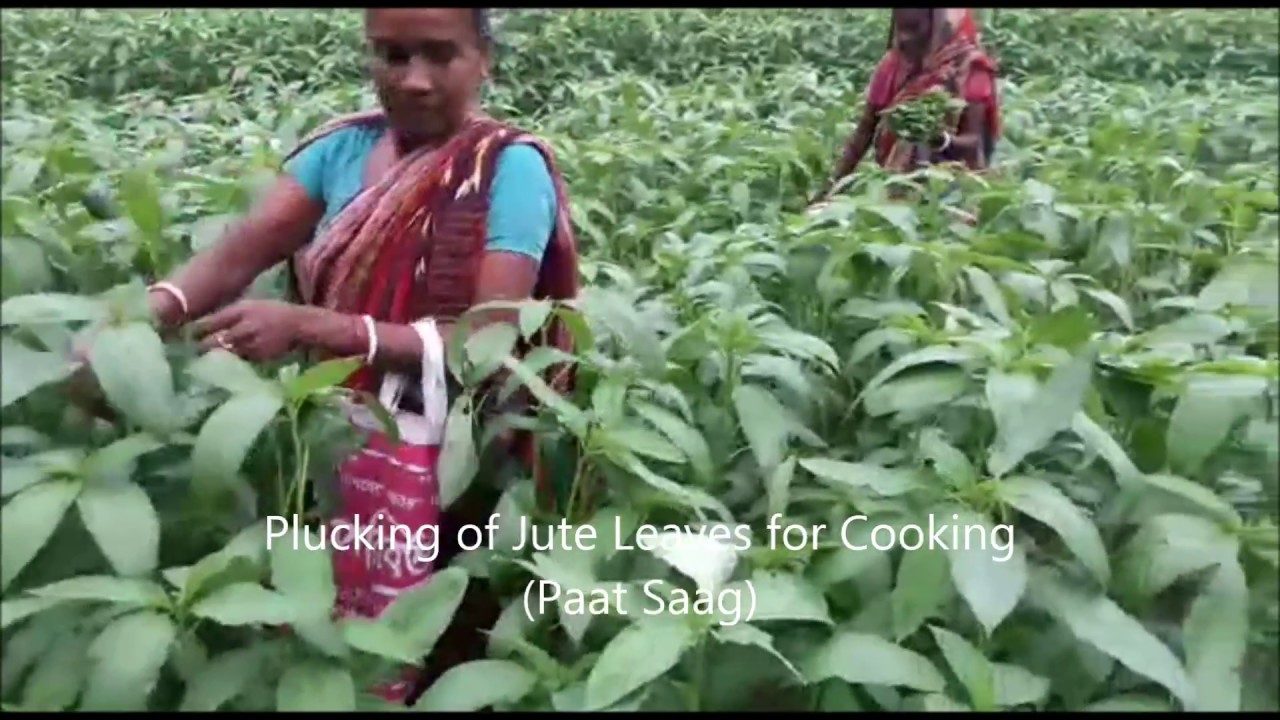 Amazing Village Food Paat Saag l Young Jute Leaves dish l How Villegers ...