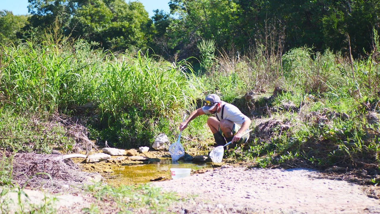 Saving Baby Fish from a Stinky Drying Puddle (iPhone Angle) - YouTube