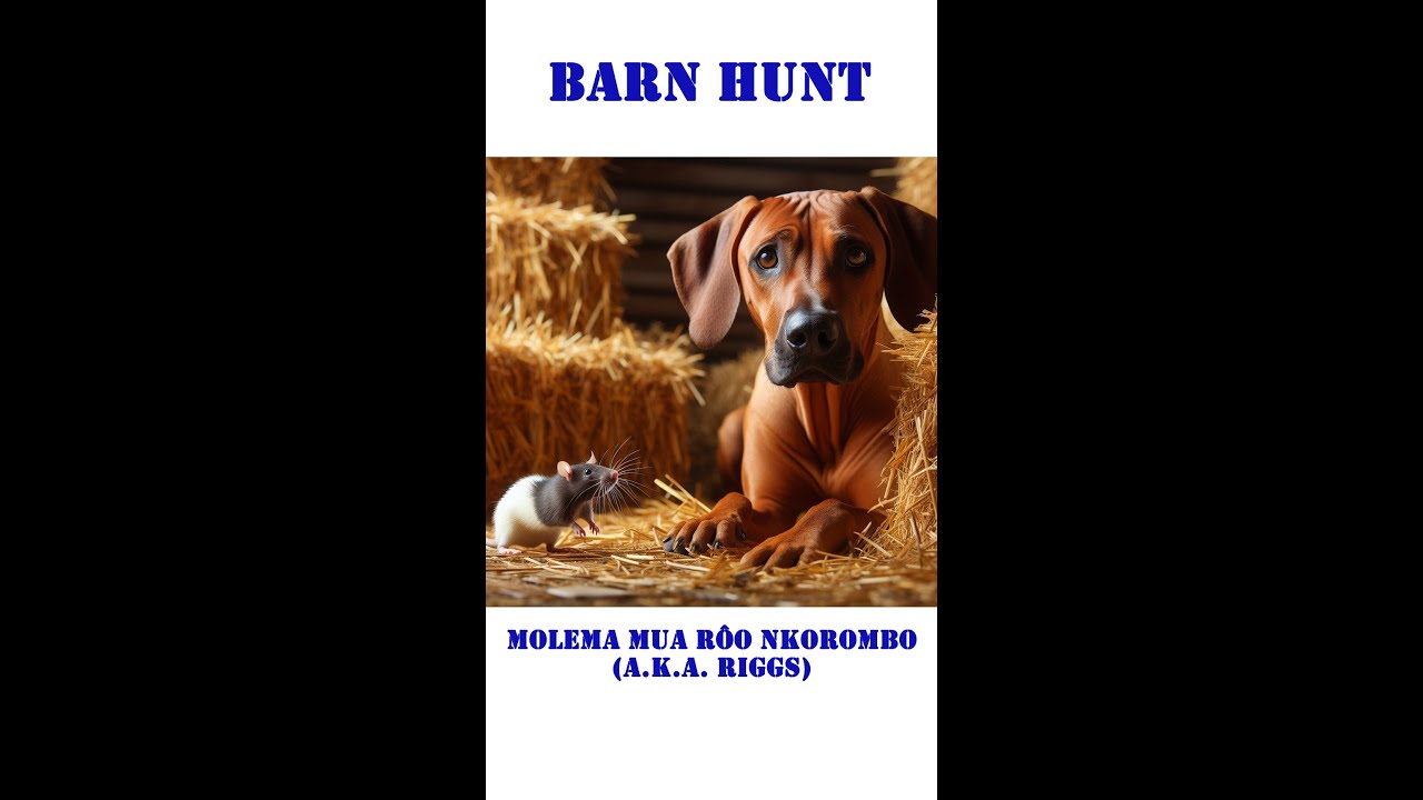 Barn Hunt with a Rhodesian Ridgeback - YouTube
