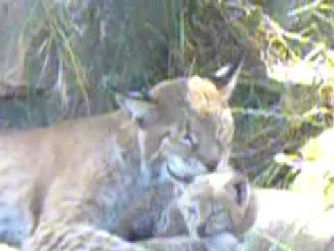 Mama Lince boreal (www.3olivos.es) - YouTube