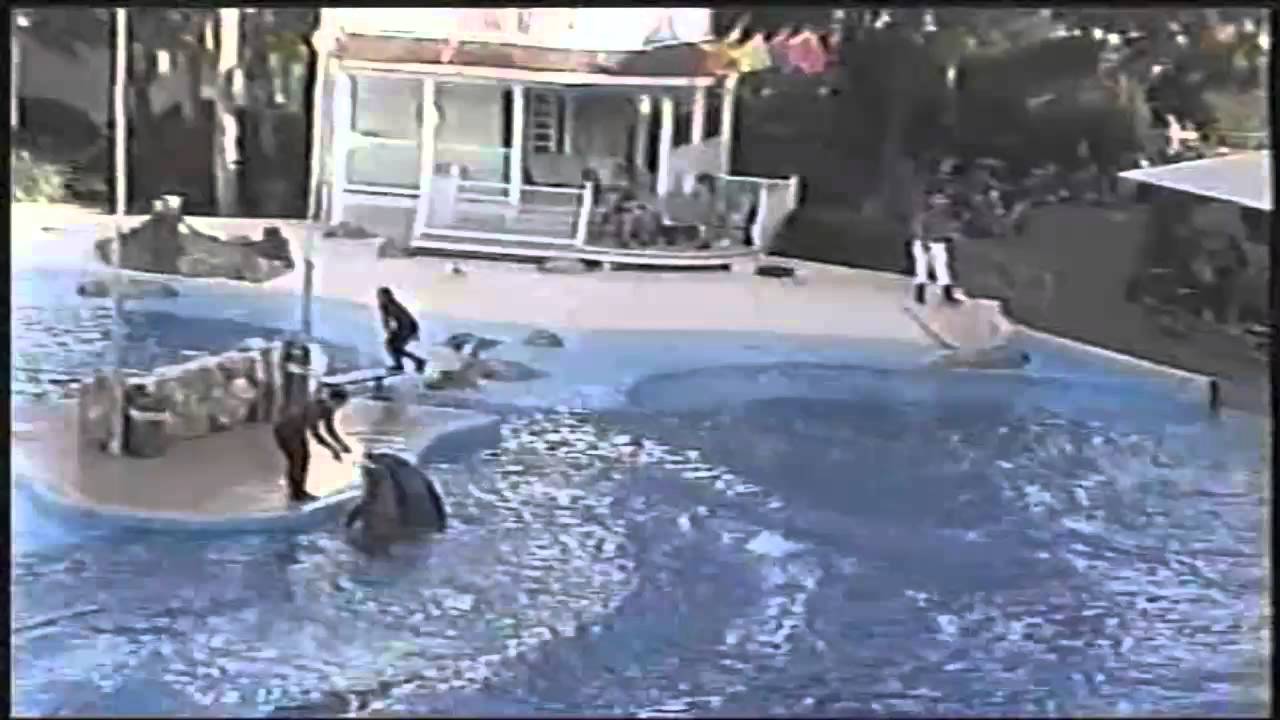 Key West Dolphin Festival at Sea World in 1999 - YouTube