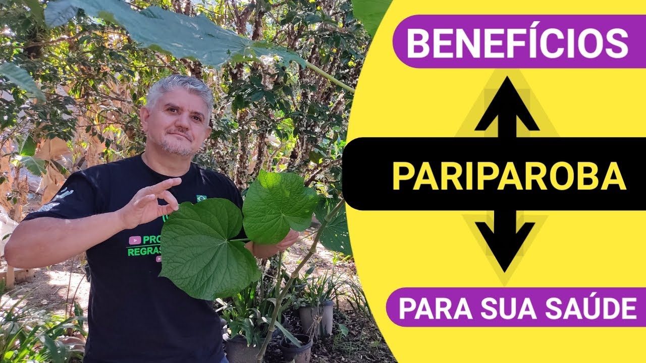 👏 OS BENEFÍCIOS DA PARIPAROBA. Ao alcance de todos, em todos os lugares ...