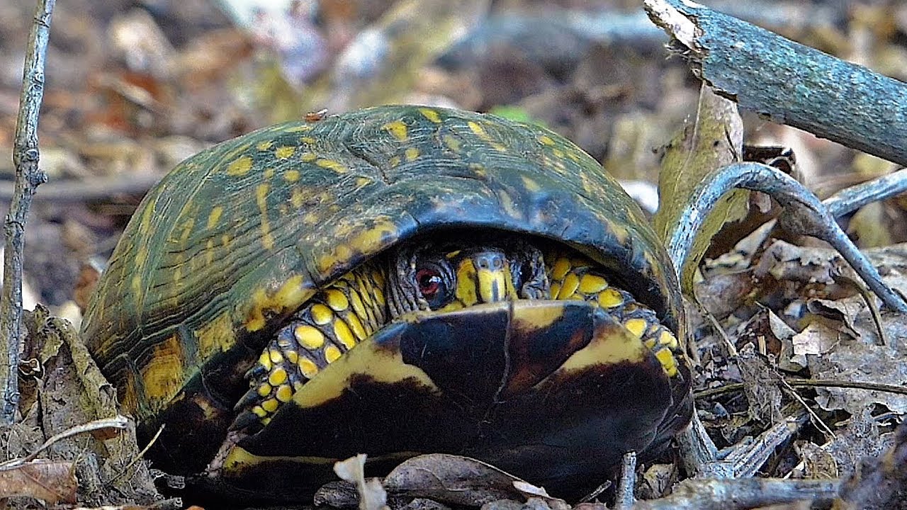 Eastern Box Turtle Opens Its Shell YouTube eastern-box-turtle-opens-its-shell-youtube
