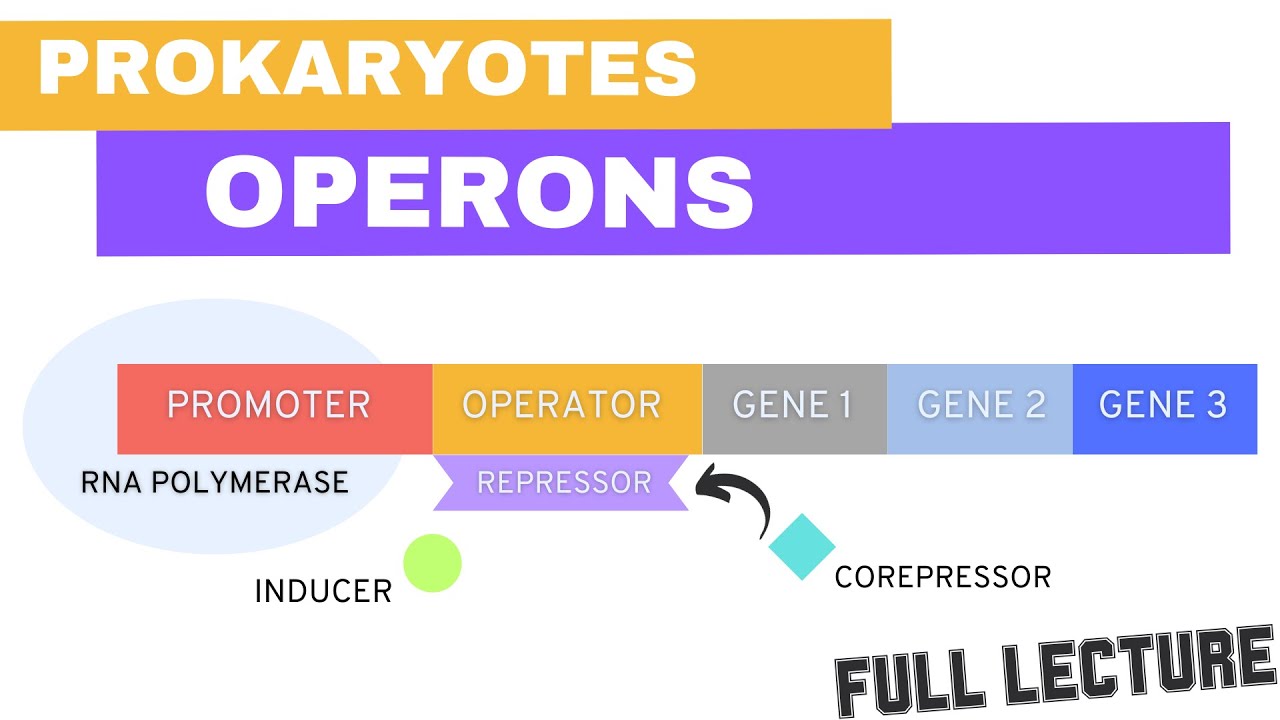 Chapter 18: Part 1 Prok Gene Expression (Operons, trp, lac, repressor ...