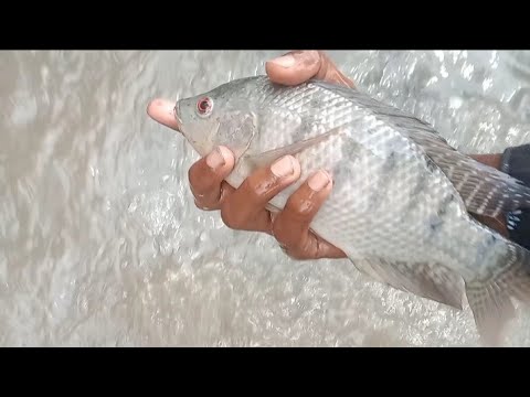 local fishing 🐟 local fish catching video Mandya village fish catching ...