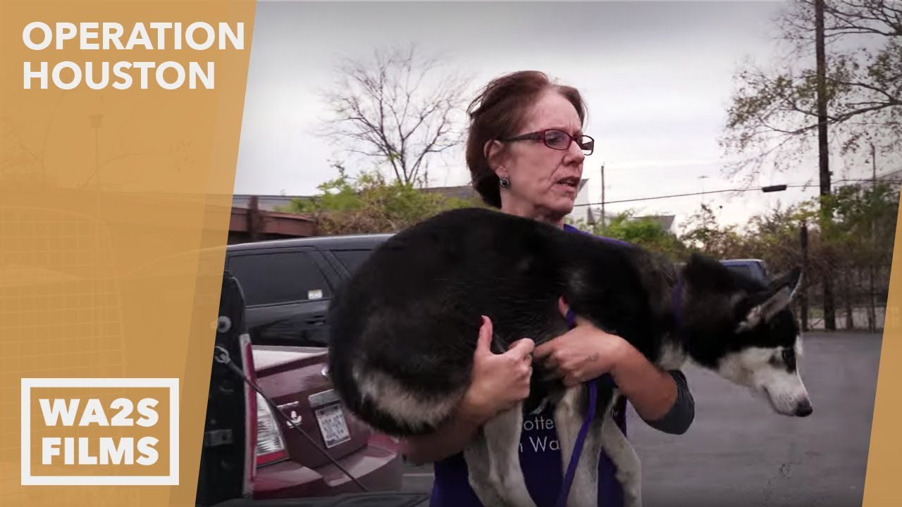 Starving Thin Husky Puppy Maxine Goes To The Vet - Howl & Hope For DoDo ...
