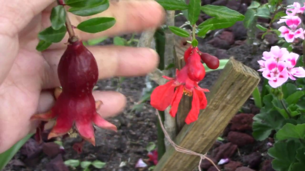 Florida Fruit Tree Garden: Pomegranate Blooming & Fruiting - Garden Q ...